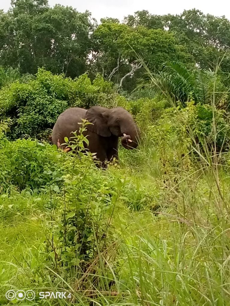 Lagos Set To Become Wildlife Destination Following Elephants Sighting ...